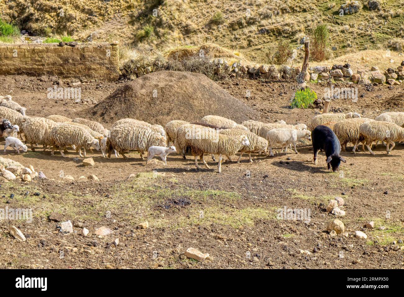 Farm animals group sheep pig hi-res stock photography and images - Alamy