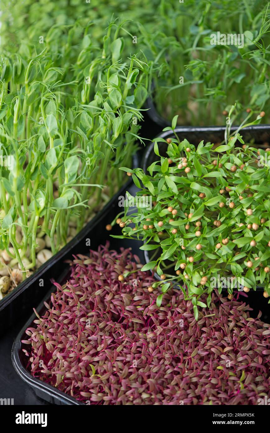 The concept of a healthy diet, boxes with microgreens of red basil ...