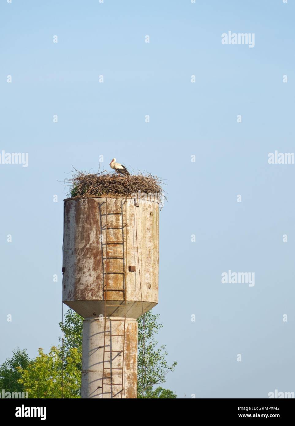 Life and reproduction of white storks. stork nest. White storks built a ...