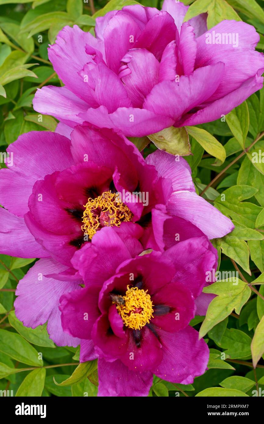 Burgundy large tree peony. Pink Flower of Tree Peony Blooming in the ...