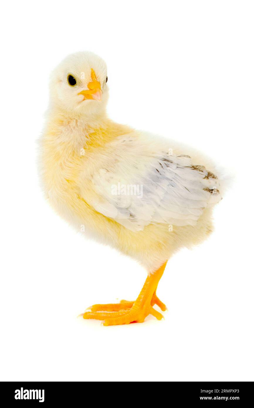 Angry baby chicken is standing on a clean white background Stock Photo ...