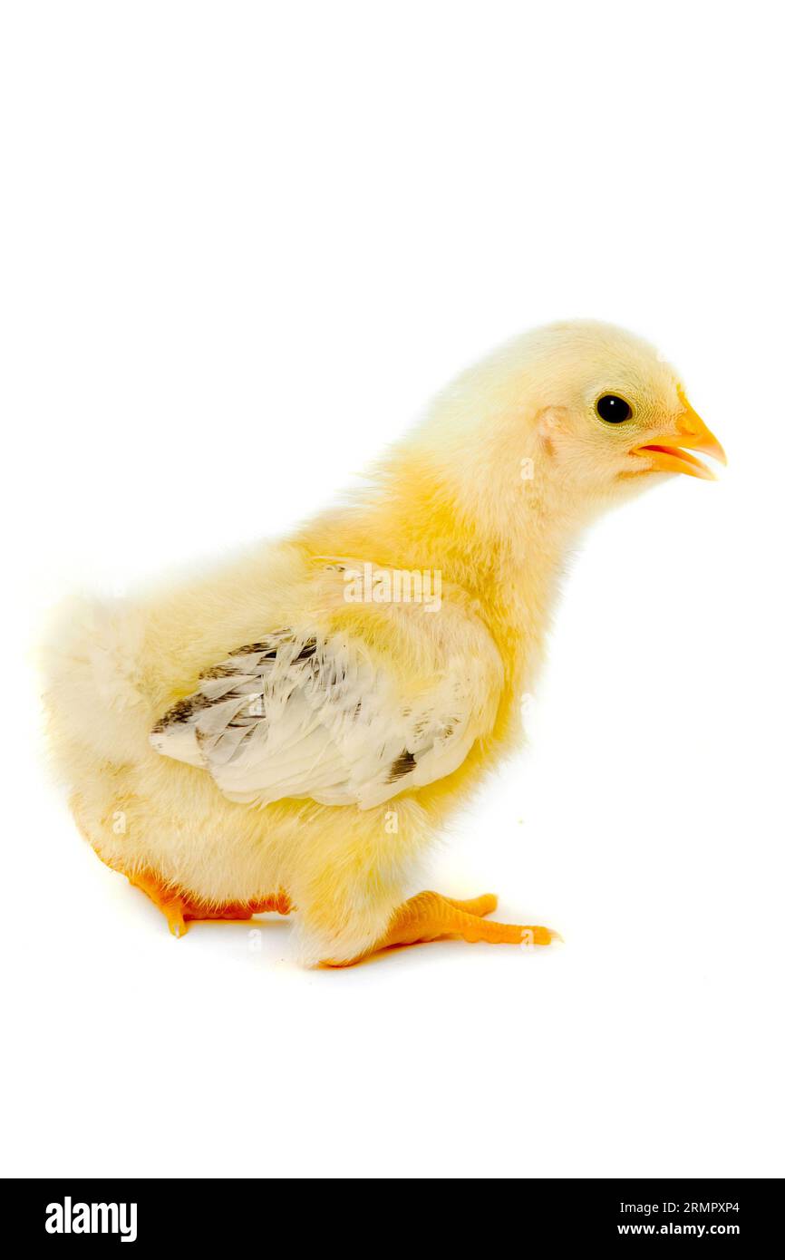 Chicken White Background