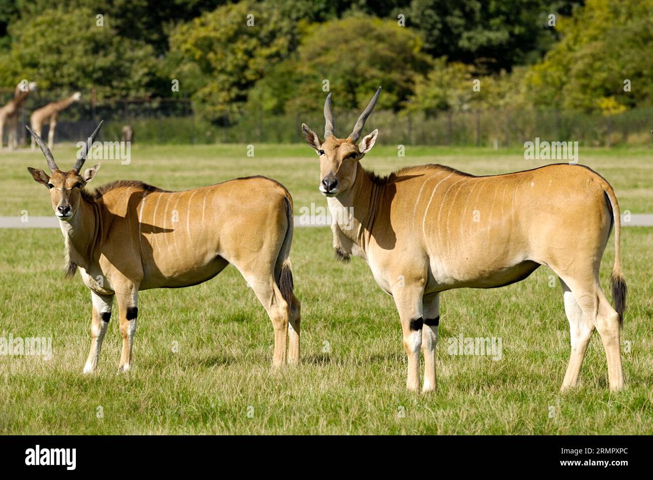 Antelopes standing together hi-res stock photography and images - Alamy