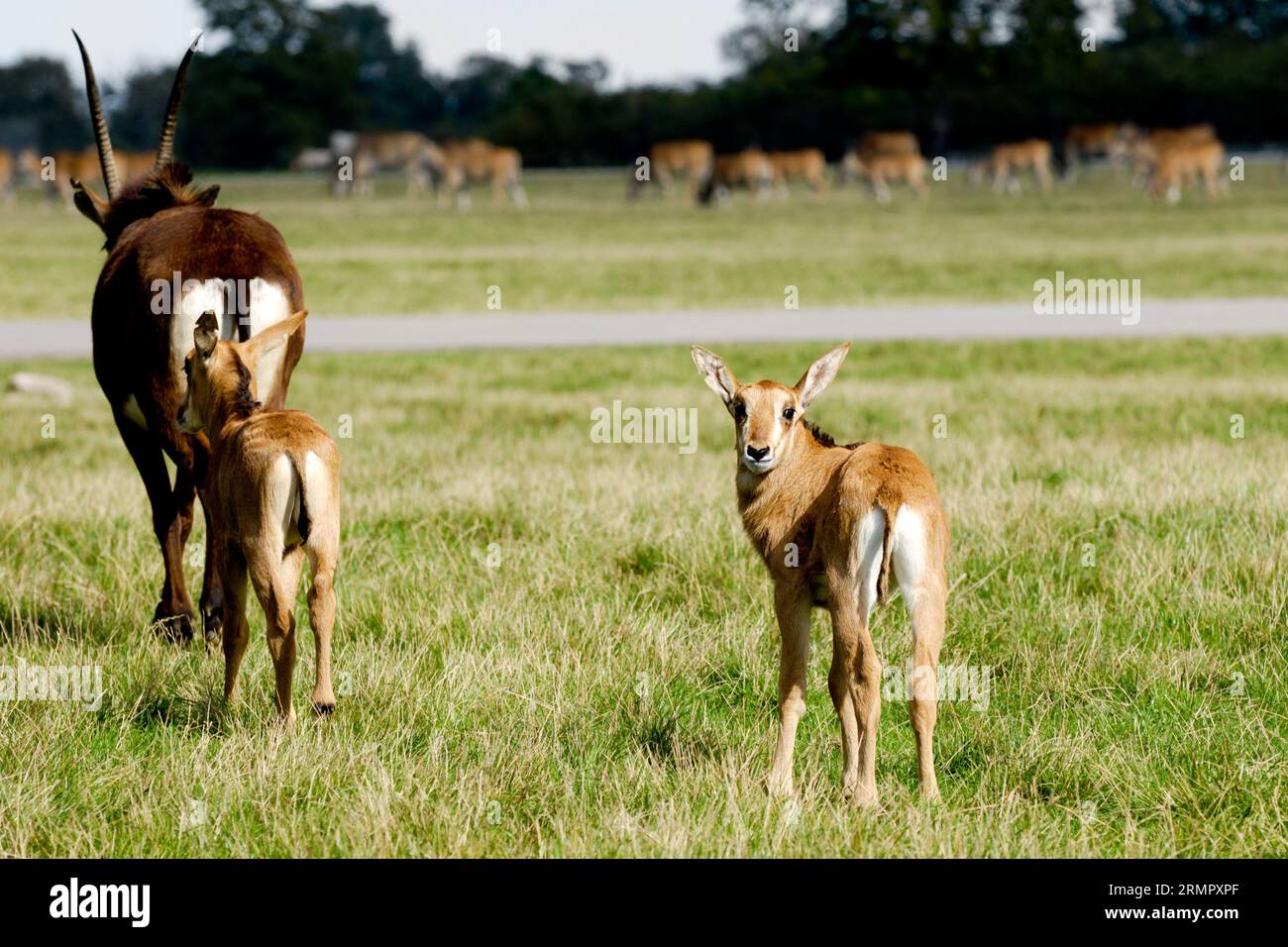 Family of antelopes hi-res stock photography and images - Alamy