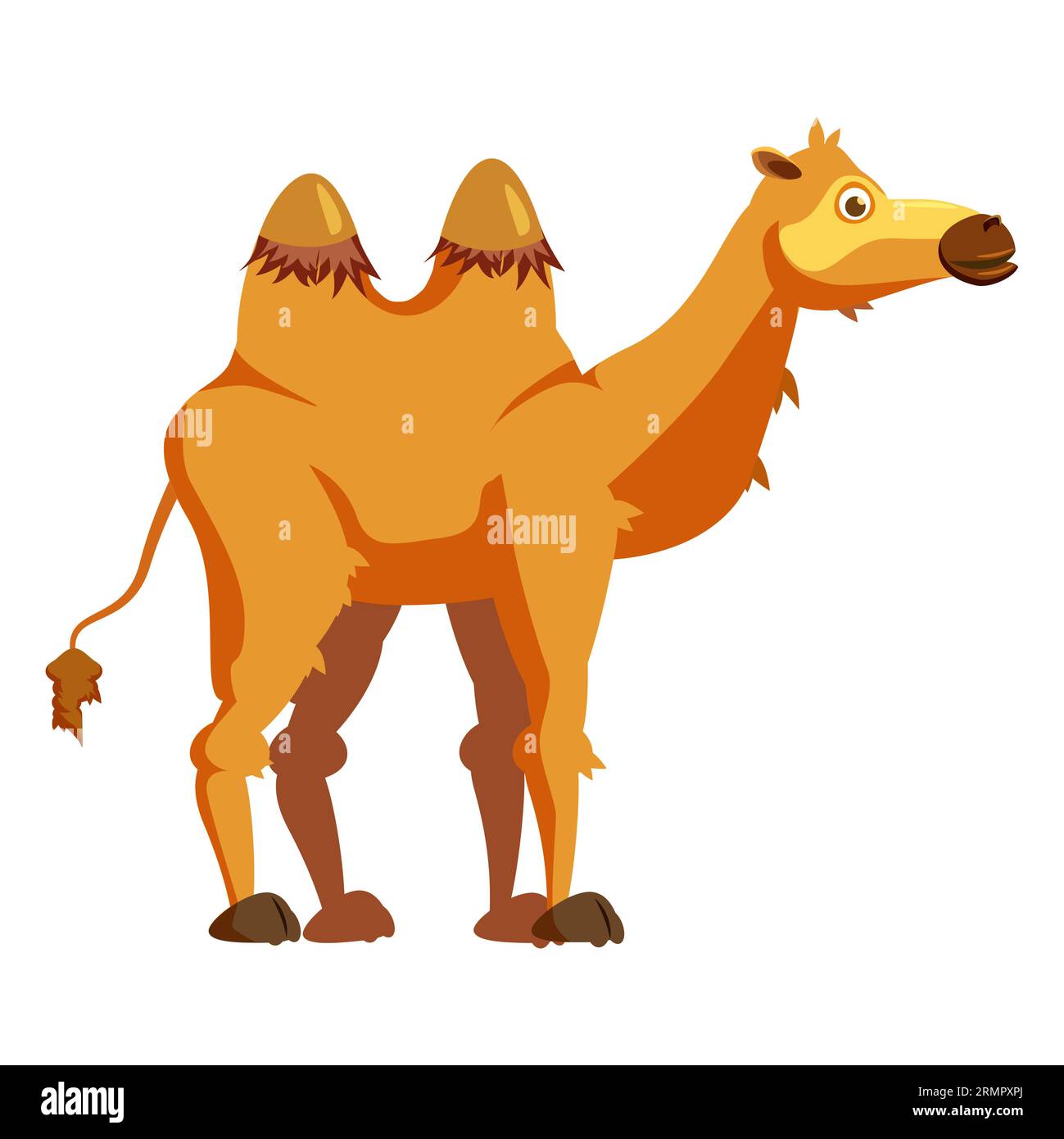 Camel two-humped, african animal. Vector illustration cartoon style ...
