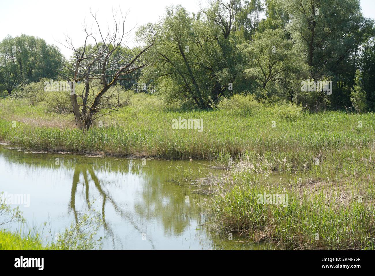 The surface of an old swamp covered with duckweed and algae, dead trees ...