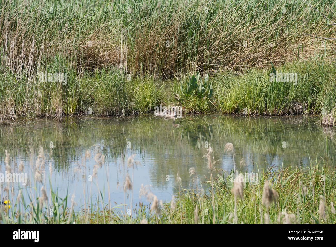 The surface of an old swamp covered with duckweed and algae, dead trees ...