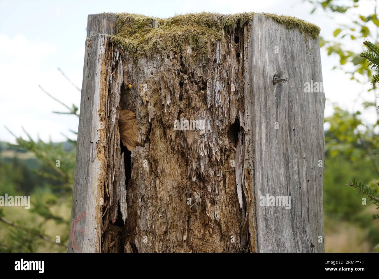 Forest dieback due to climate change, drought and storms and ...
