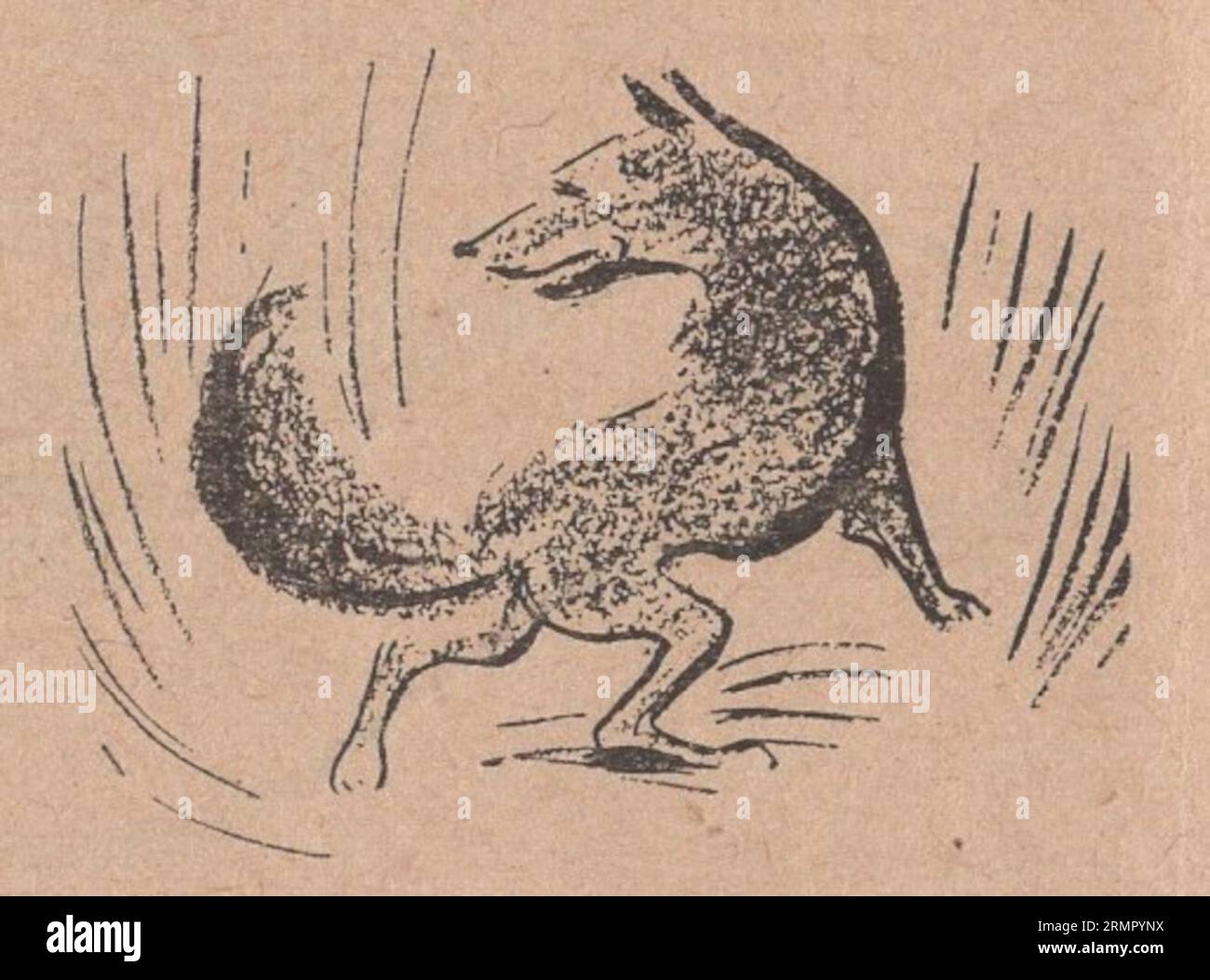 Illustrations fox hi-res stock photography and images - Alamy