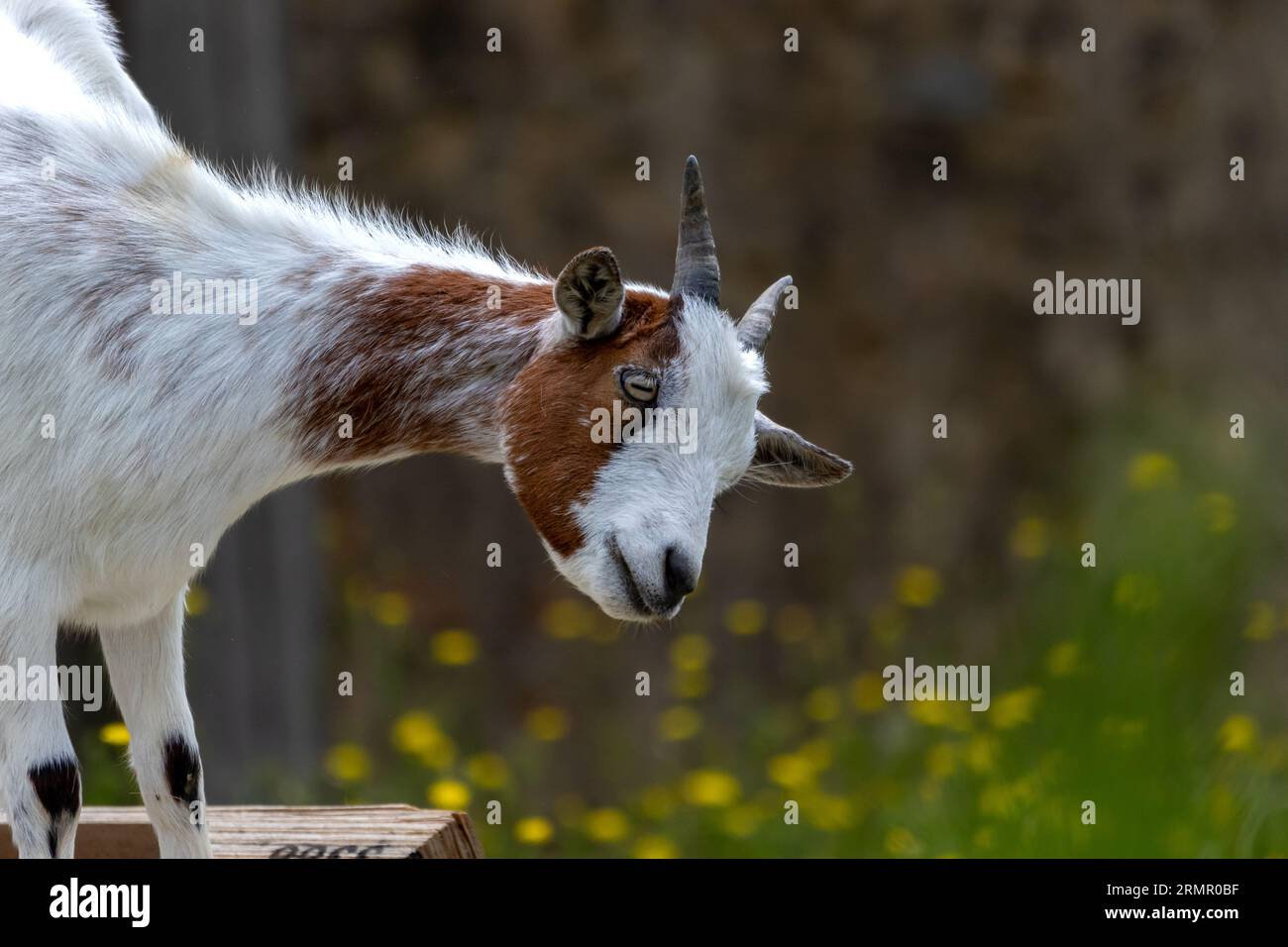 Curious young goat looking at camera Stock Photo - Alamy