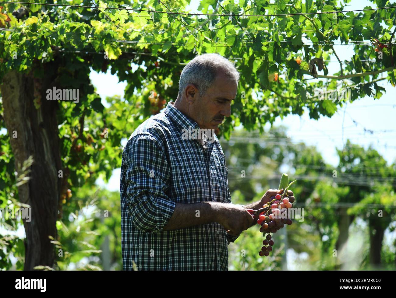 Damascus, Syria. 29th Aug, 2023. A farmer harvests grapes in the ...