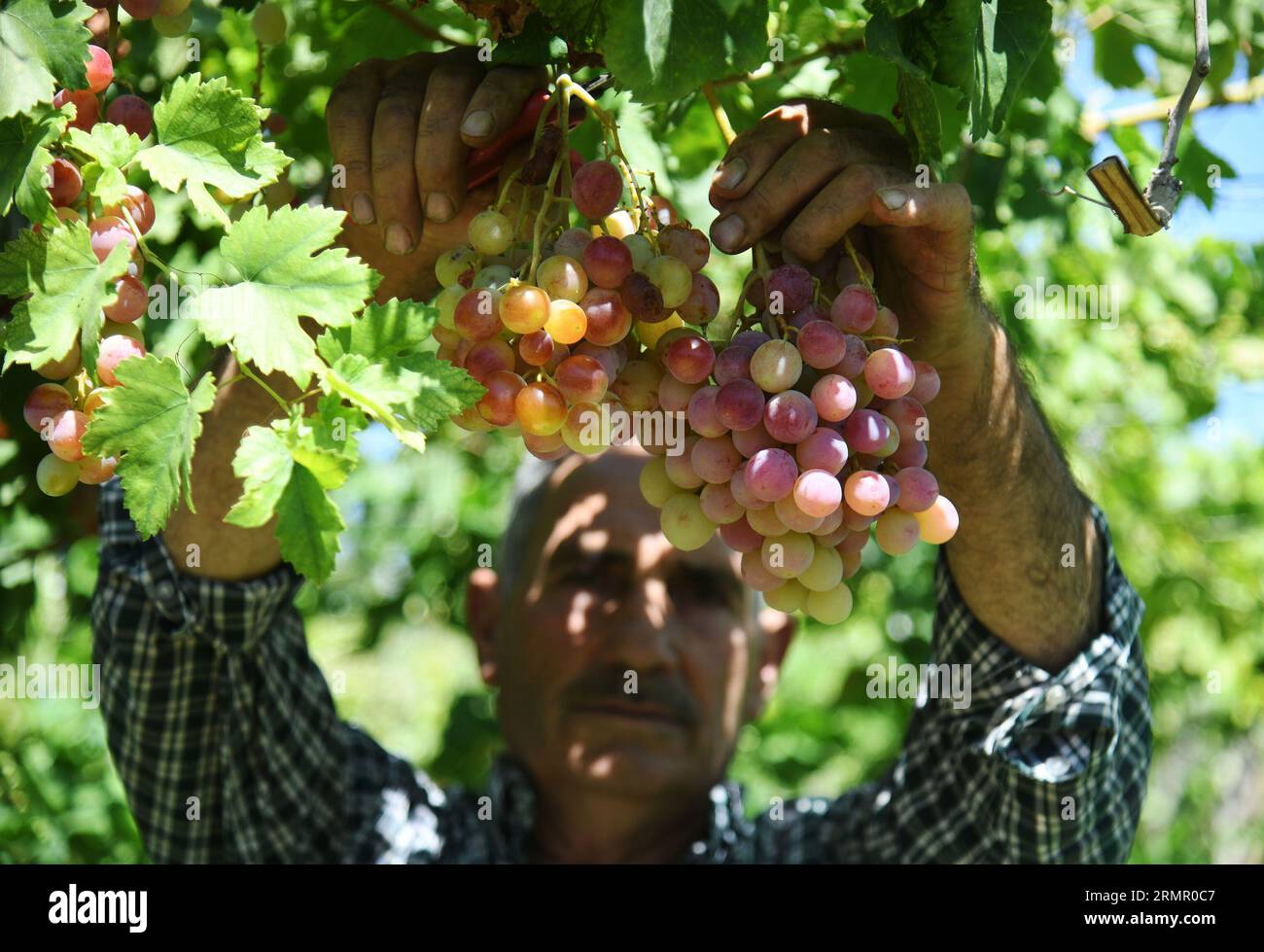 Farmer of syria hi-res stock photography and images - Alamy