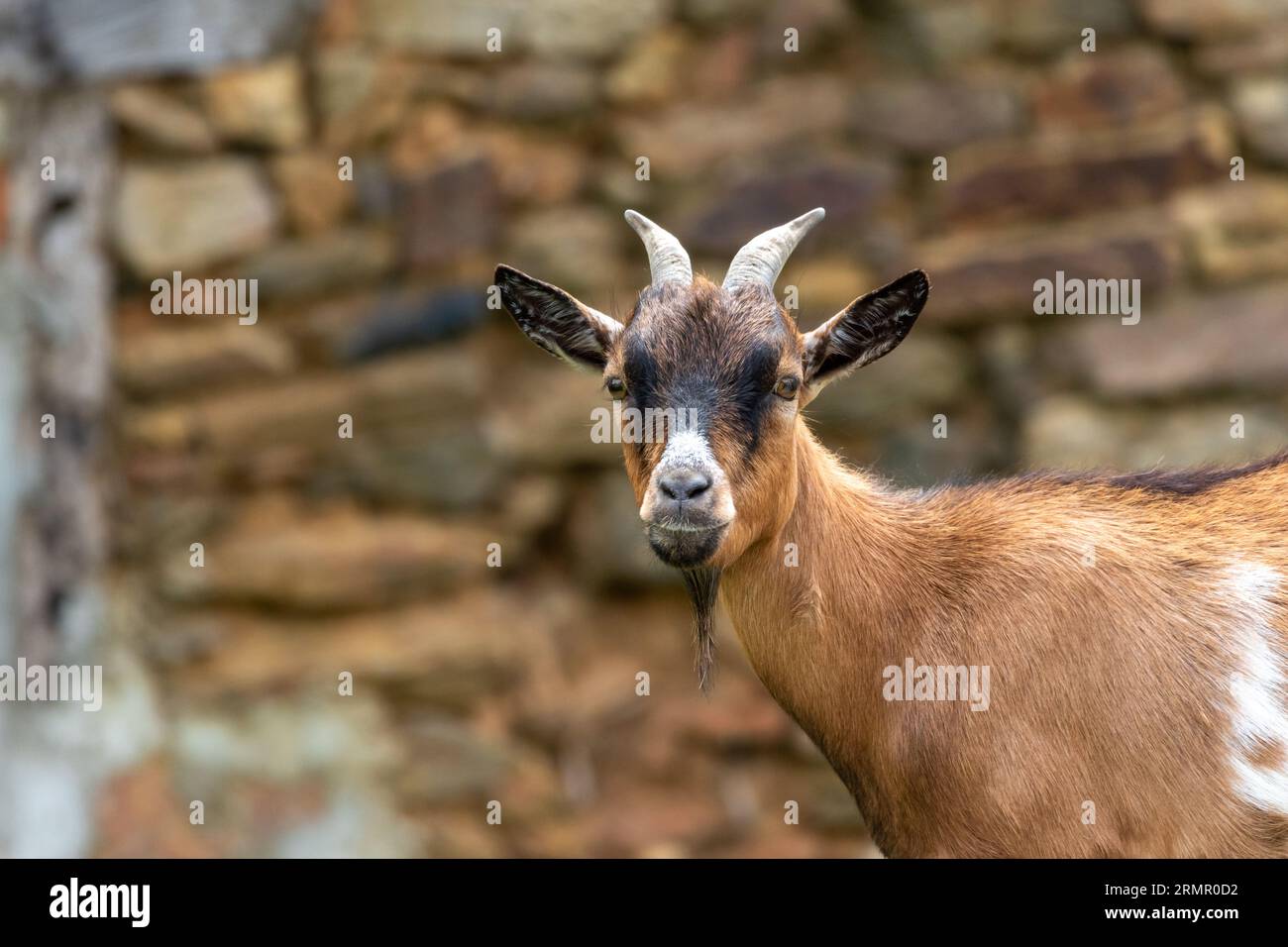 Curious young goat looking at camera Stock Photo - Alamy