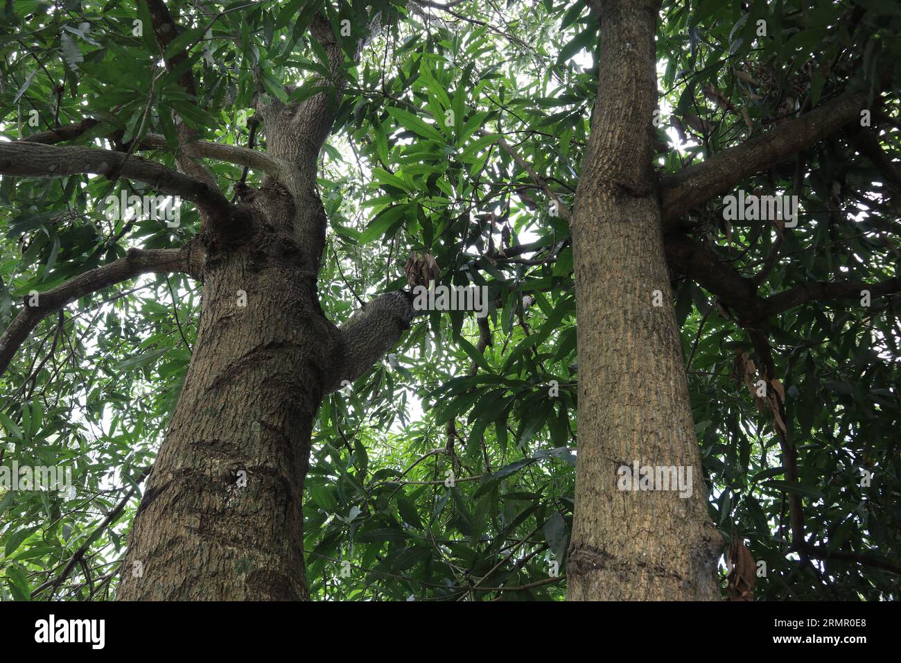 two mango tree trunks against a lush foliage background Stock Photo - Alamy