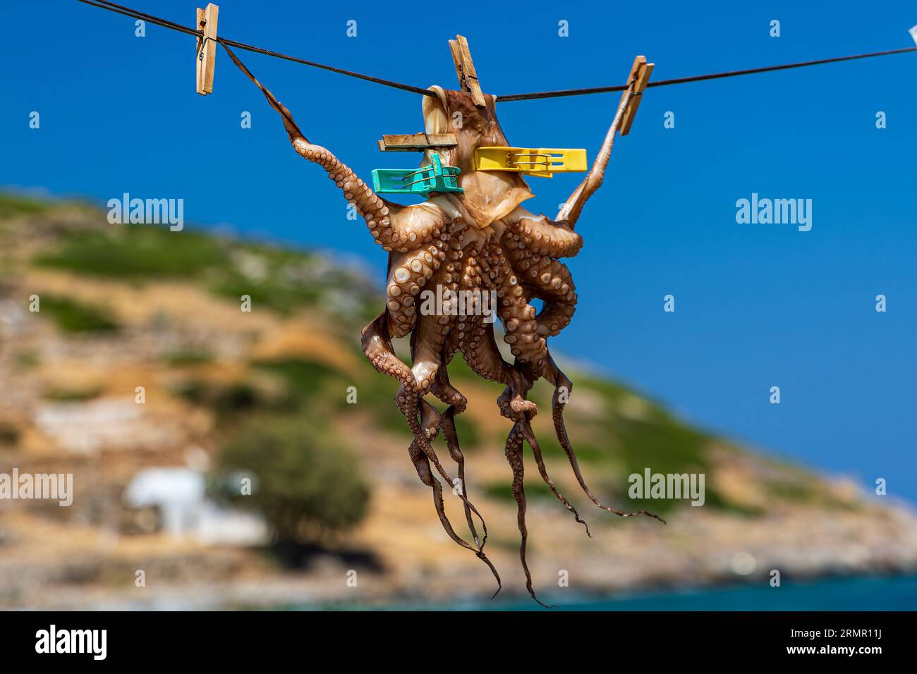 Dried octopus hi-res stock photography and images - Alamy