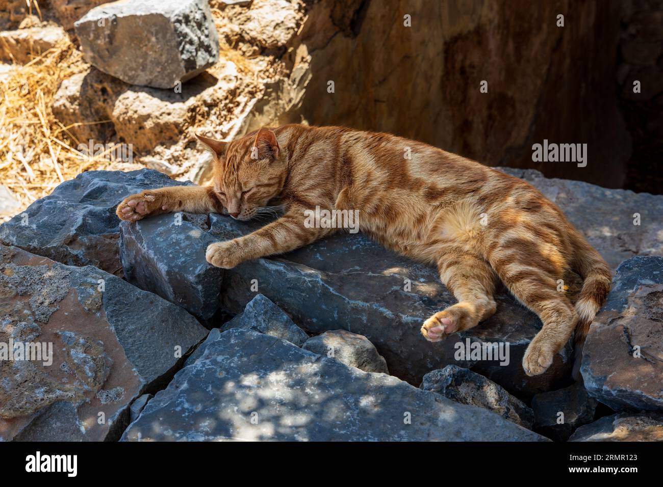 A street cat sleeping in the ruins of the ancient venetian fortress of ...