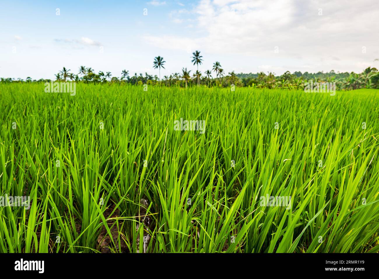 Rice paddy field, rice crop, close up in Indonesia. Rice terrace ...