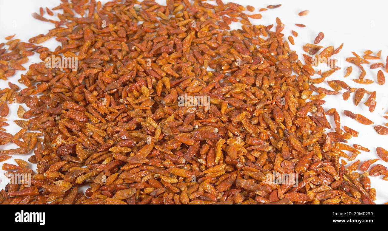 Cayenne Chili Pepper, capsicum frutescens, spice falling against White ...