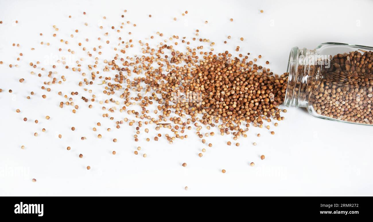 coriander, coriandrum sativum, seeds falling against White Background Stock Photo - Alamy