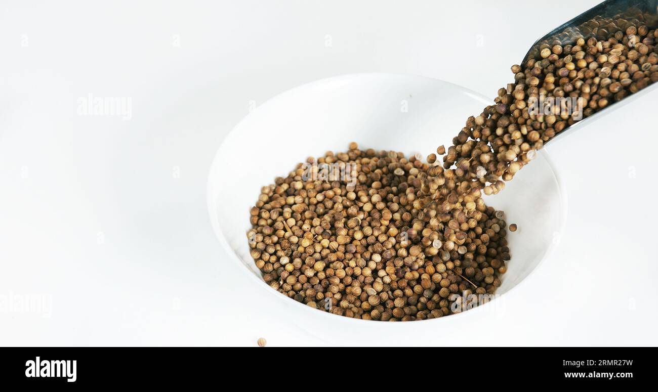 coriander, coriandrum sativum, seeds falling against White Background ...