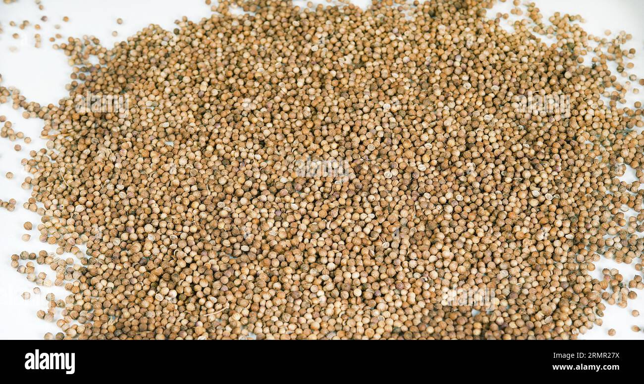 coriander, coriandrum sativum, seeds falling against White Background Stock Photo - Alamy