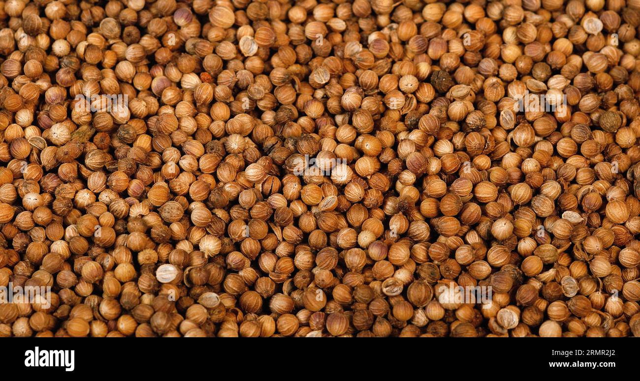 Coriander, coriandrum sativum, seeds falling against White Background Stock Photo - Alamy