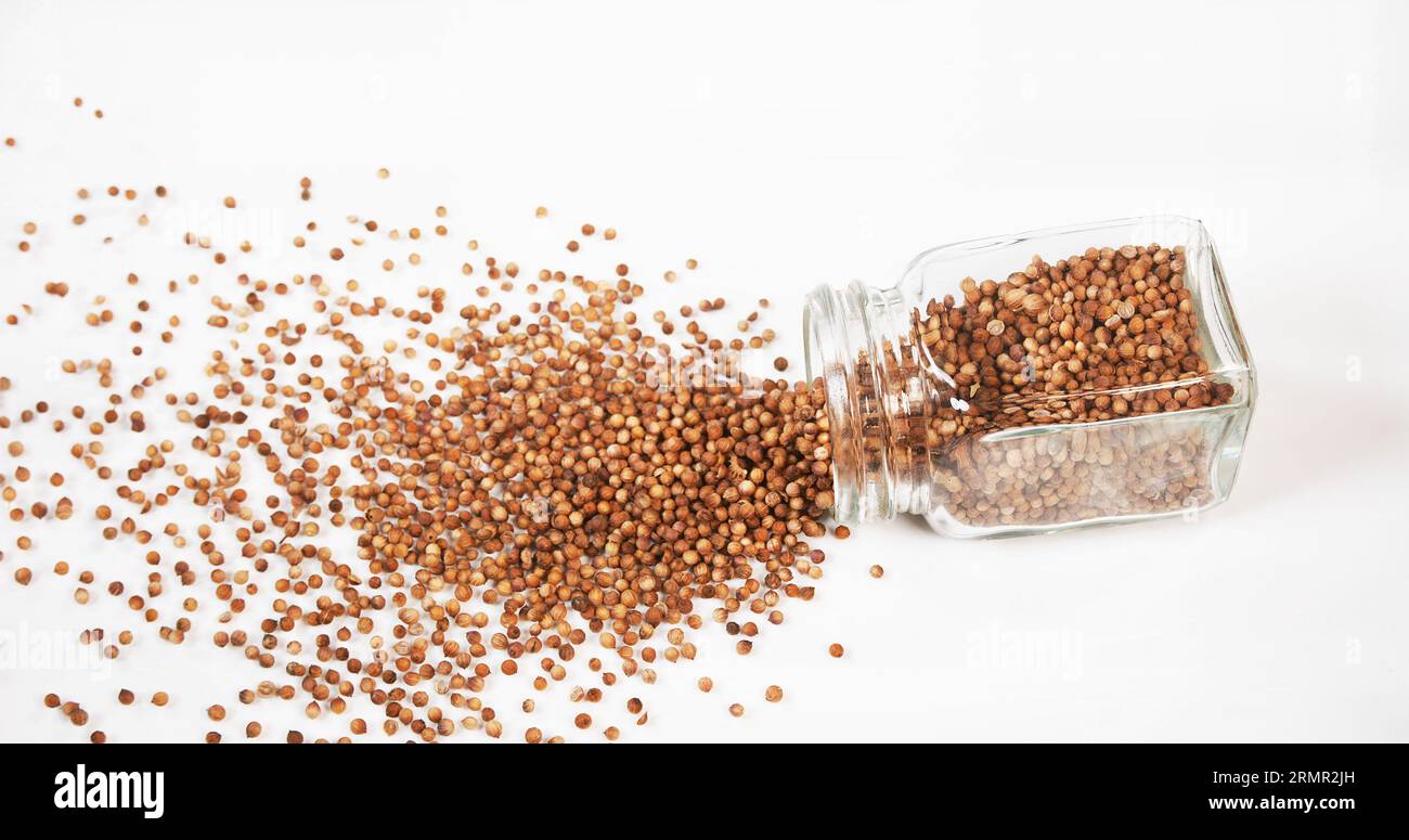 Coriander, coriandrum sativum, seeds falling against White Background Stock Photo - Alamy