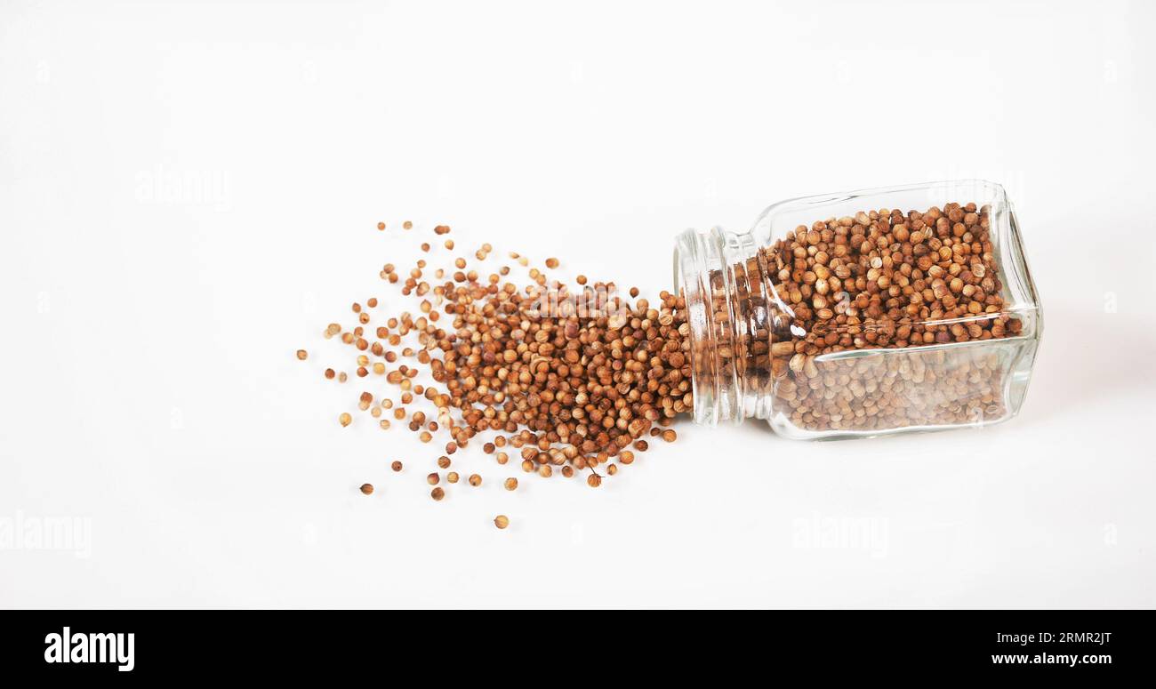 Coriander, coriandrum sativum, seeds falling against White Background Stock Photo - Alamy