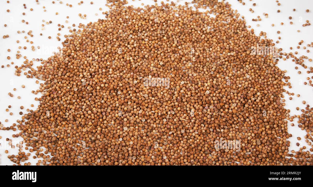 Coriander, coriandrum sativum, seeds falling against White Background Stock Photo - Alamy
