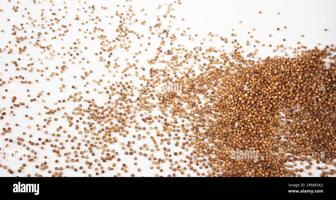 Coriander, coriandrum sativum, seeds falling against White Background Stock Photo - Alamy