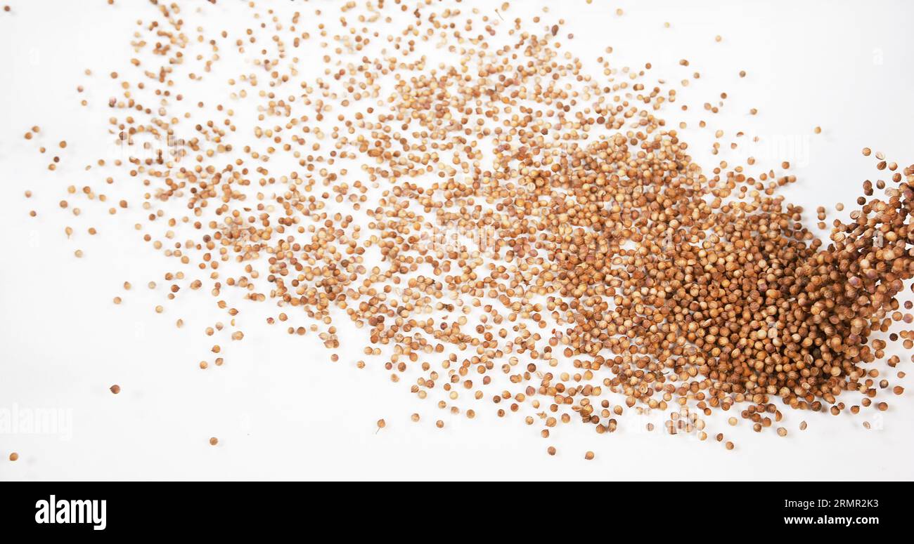Coriander, coriandrum sativum, seeds falling against White Background Stock Photo - Alamy