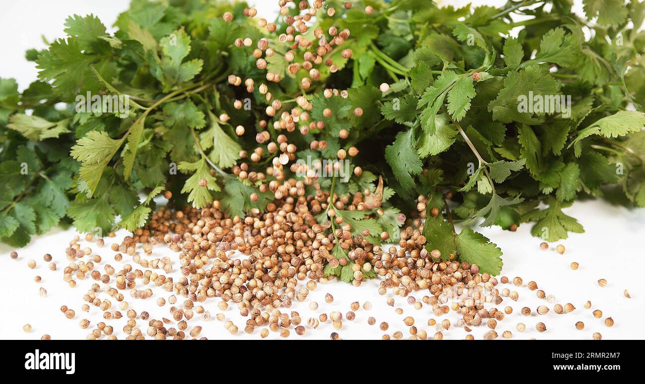 Coriander, coriandrum sativum, Fresh Herbs and seeds against White Background Stock Photo - Alamy