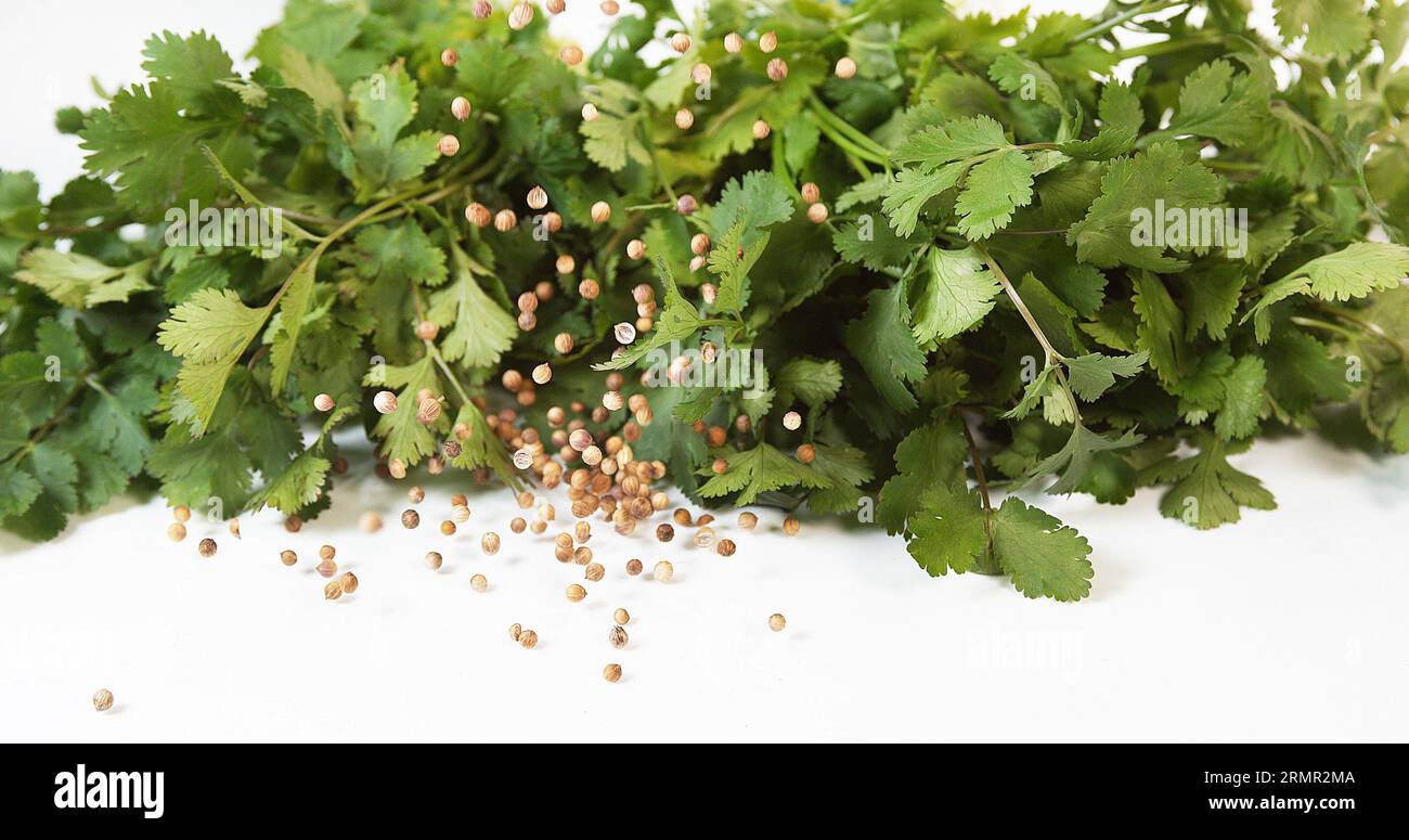 Coriander, coriandrum sativum, Fresh Herbs and seeds against White ...