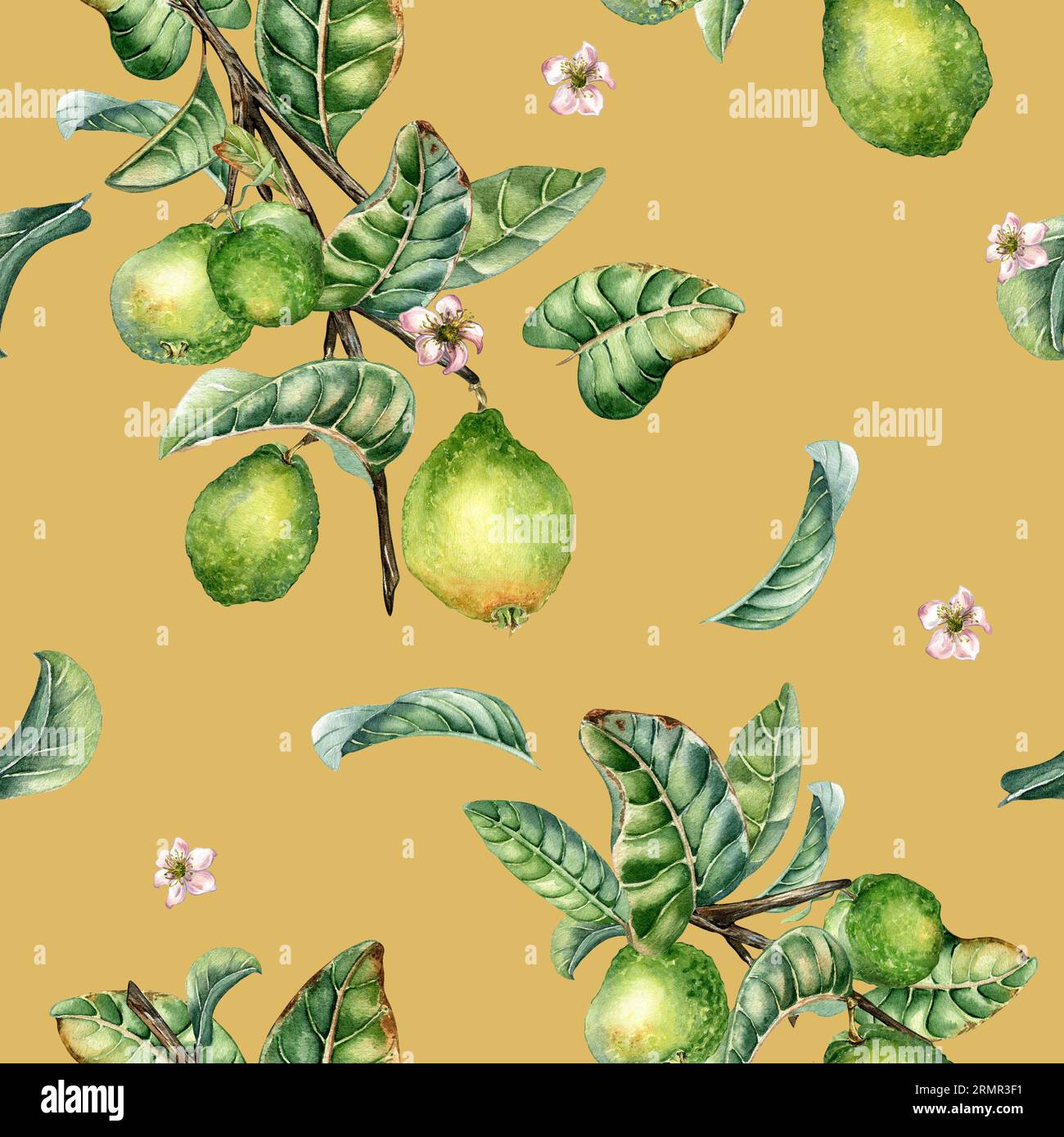 Guava tree with leaves hi-res stock photography and images - Alamy