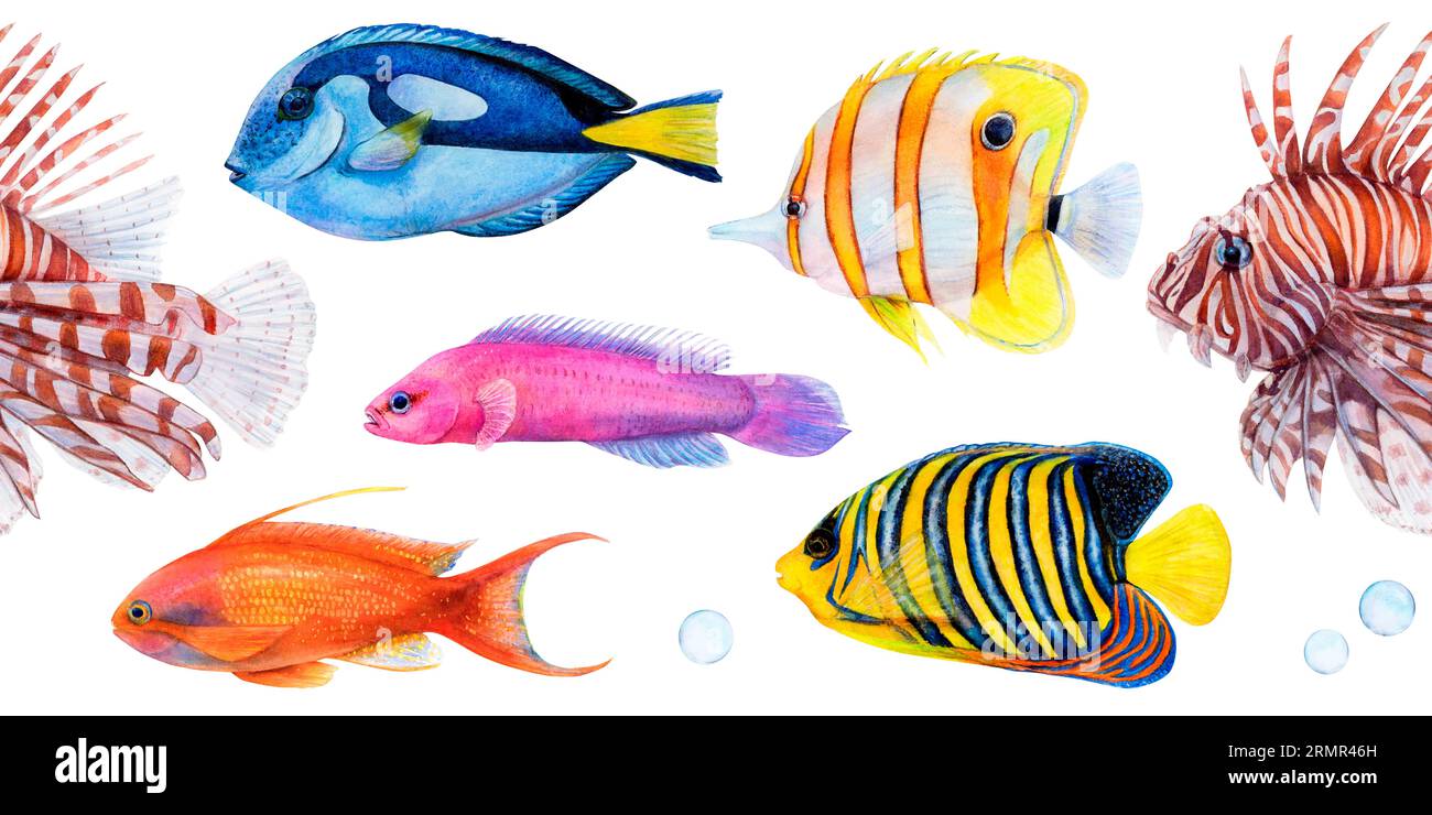 Tropical Fish Border