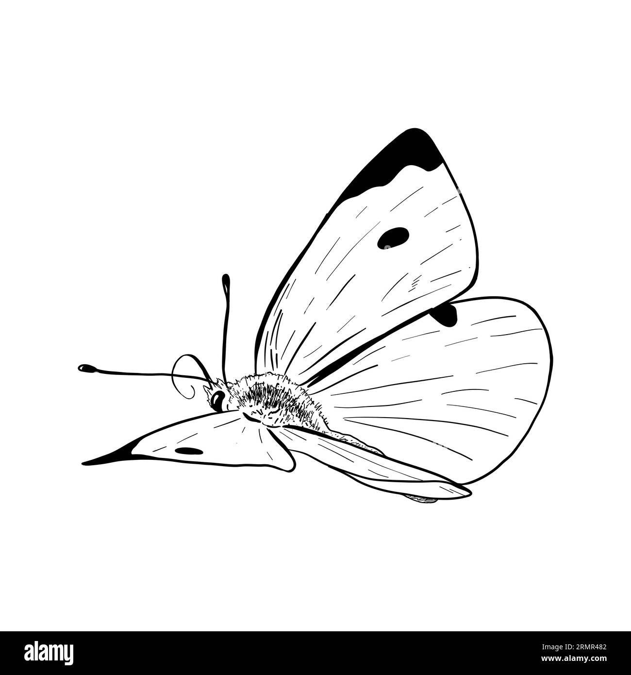 Butterfly Side Outline Clip Art