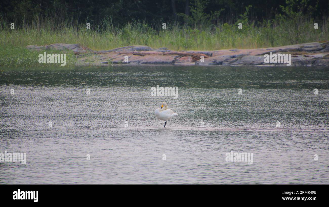 Cygnus bird hi-res stock photography and images - Alamy