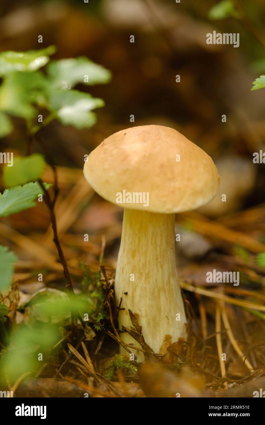 A white mushroom growing in the forest. Boletus mushroom in the wild ...