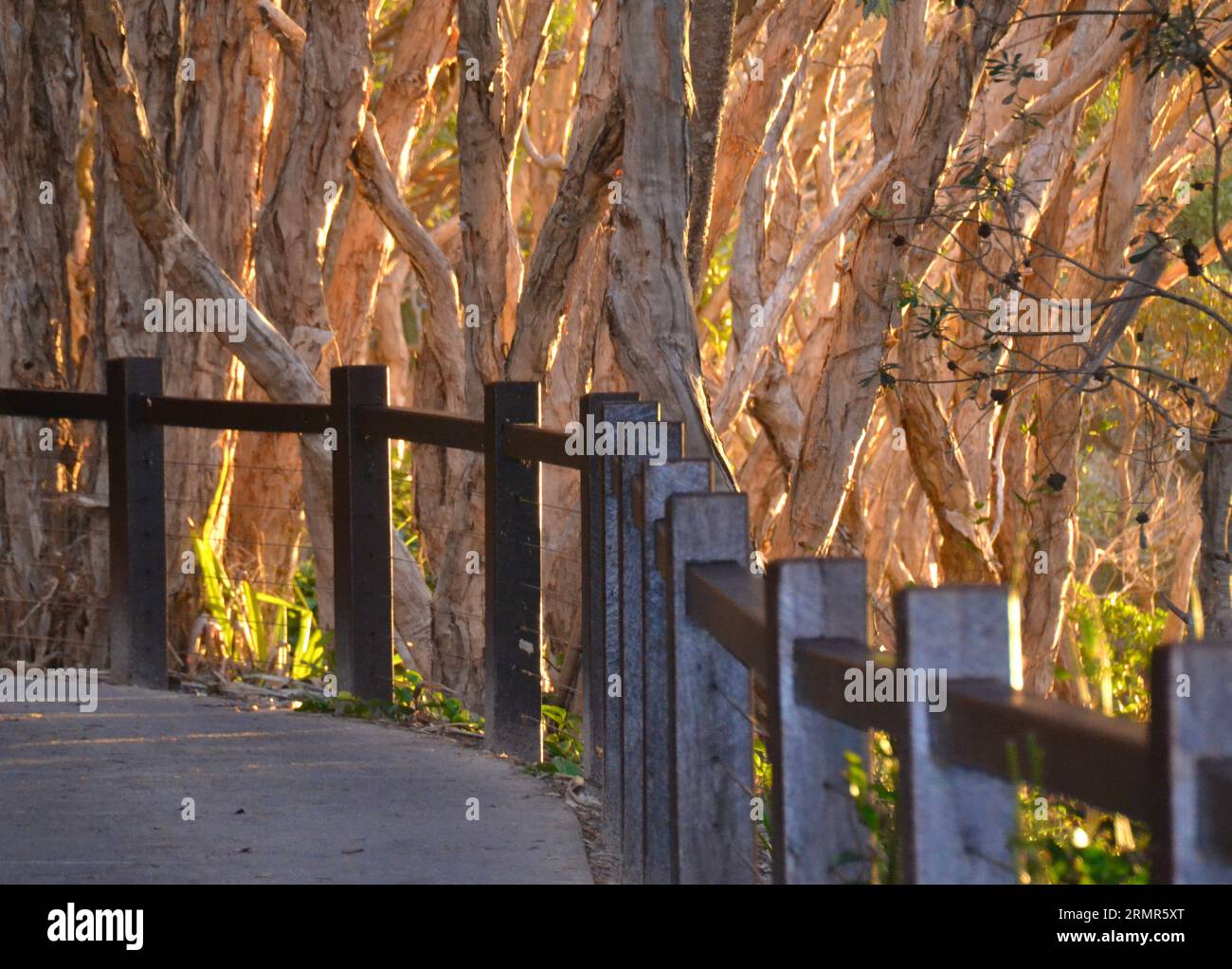 Filtered late afternoon sun lights up the paperbark eucalyptus trees on ...
