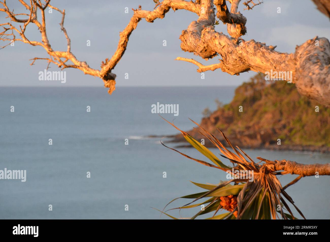 Sunset and gum tree hi-res stock photography and images - Alamy