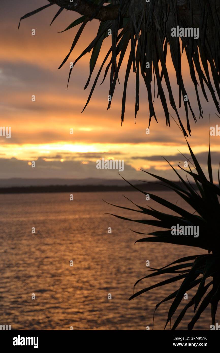 Noosa National Park sunset captured through the silhouette of Pandanus ...