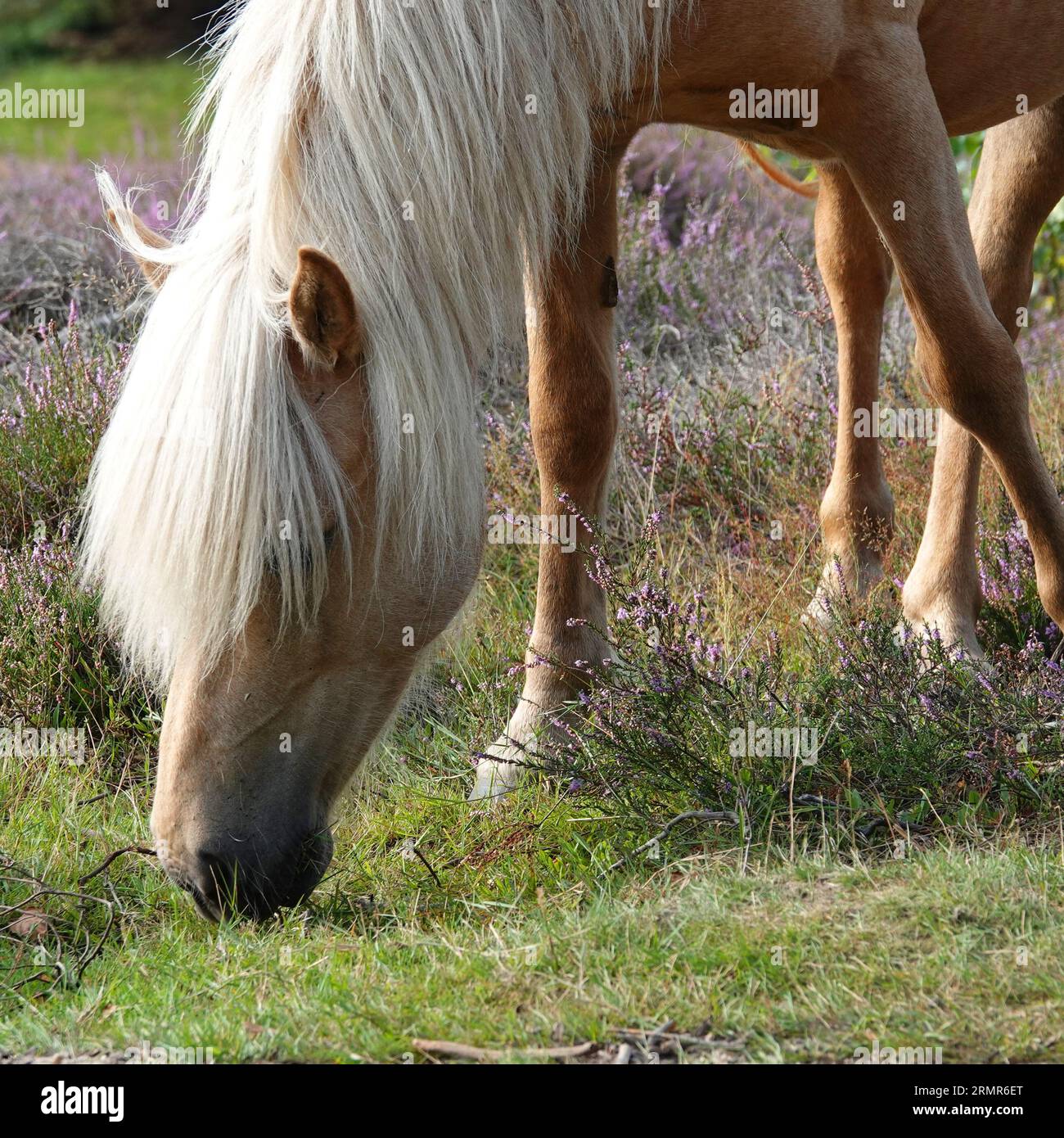 Tan Horse With White Mane