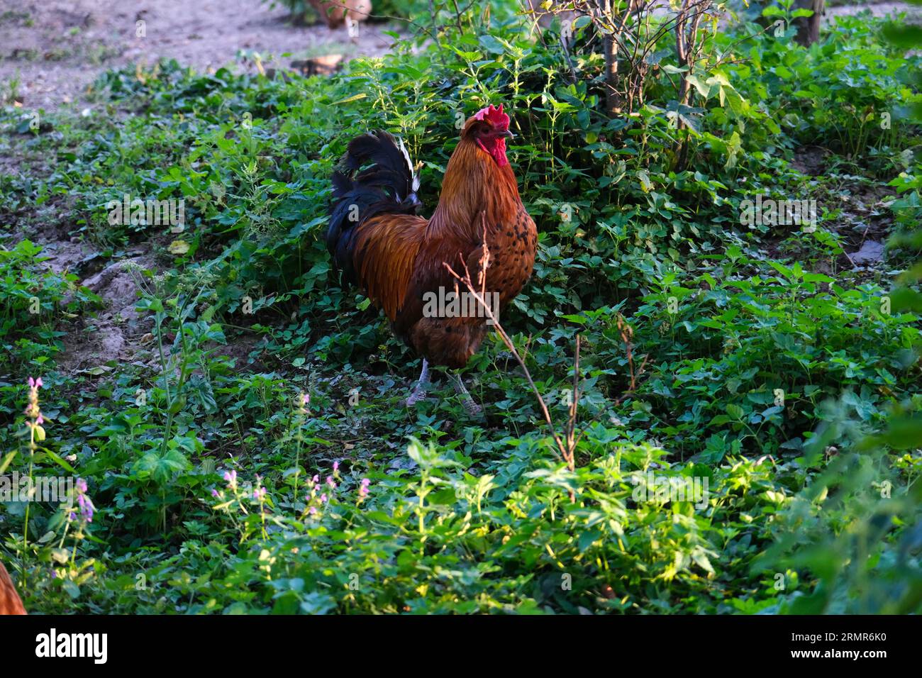 Red rooster in garden hi-res stock photography and images - Alamy