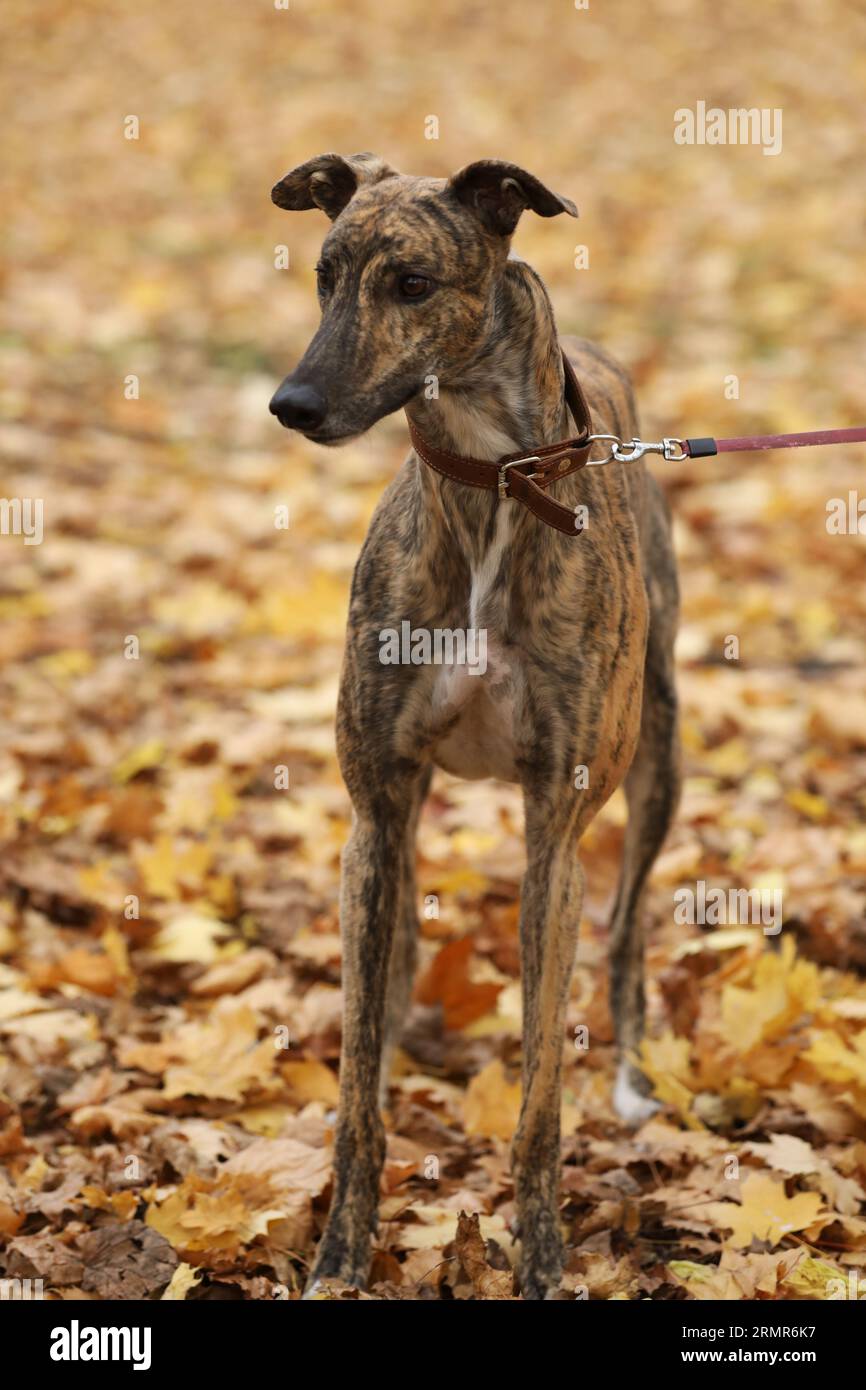 Cute greyhound dog outdoor. Greyhound in nature background Stock Photo ...