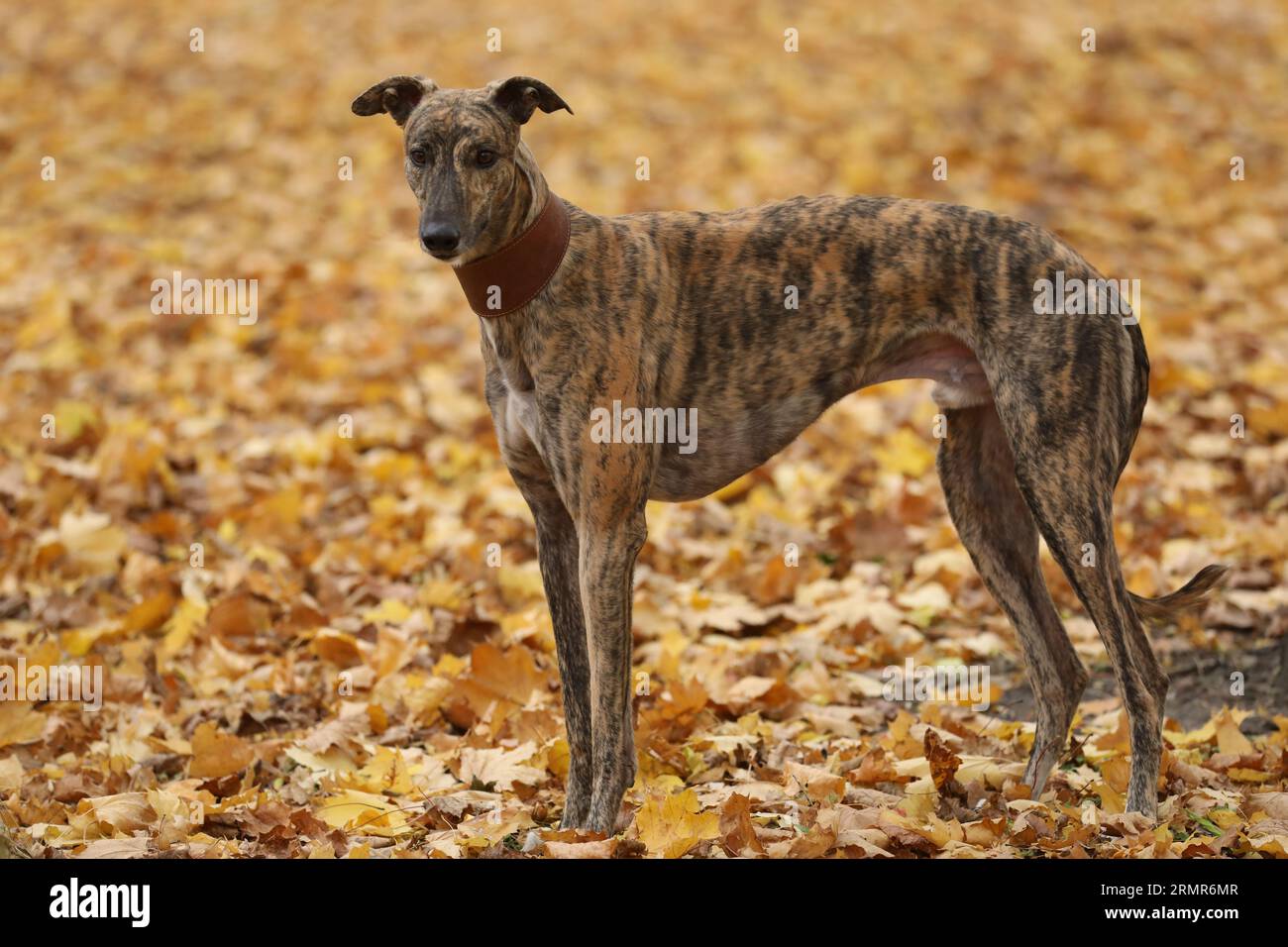 Cute greyhound dog outdoor. Greyhound in nature background Stock Photo ...