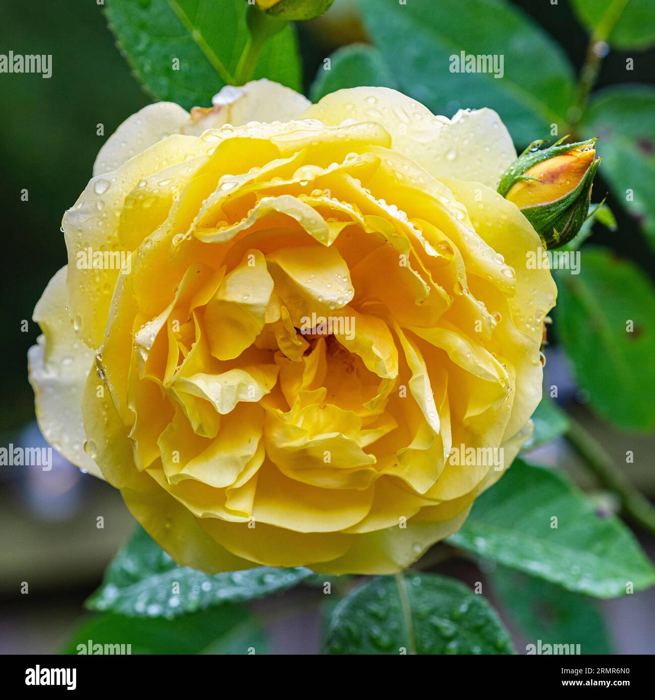 A yellow rose photographed with raindrops on the petals during a Summer ...