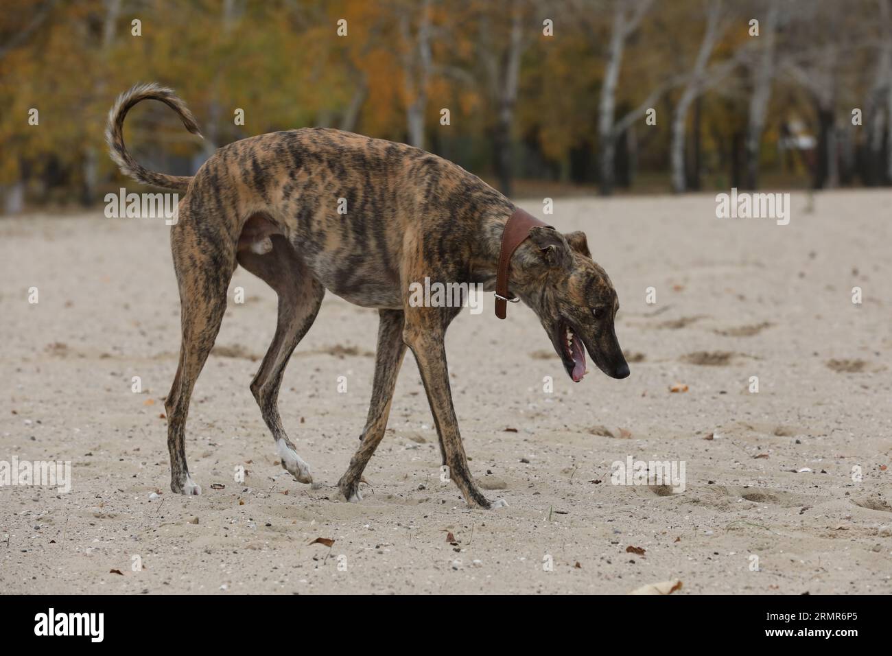 Cute greyhound dog outdoor. Greyhound in nature background Stock Photo ...