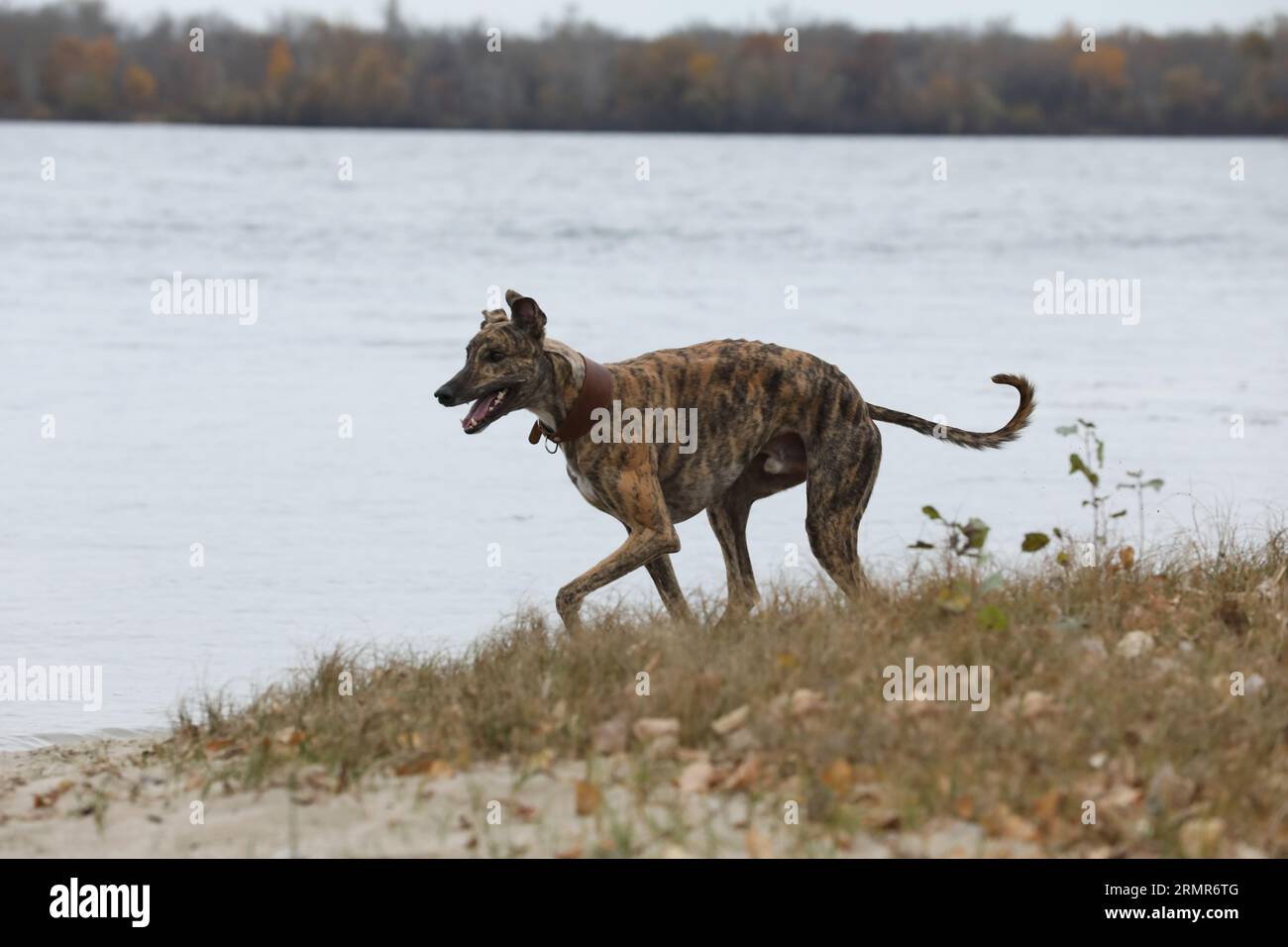 Cute greyhound dog outdoor. Greyhound in nature background Stock Photo ...