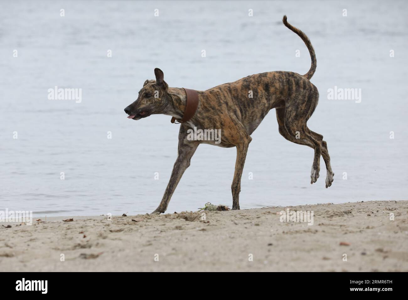 Cute greyhound dog outdoor. Greyhound in nature background Stock Photo ...