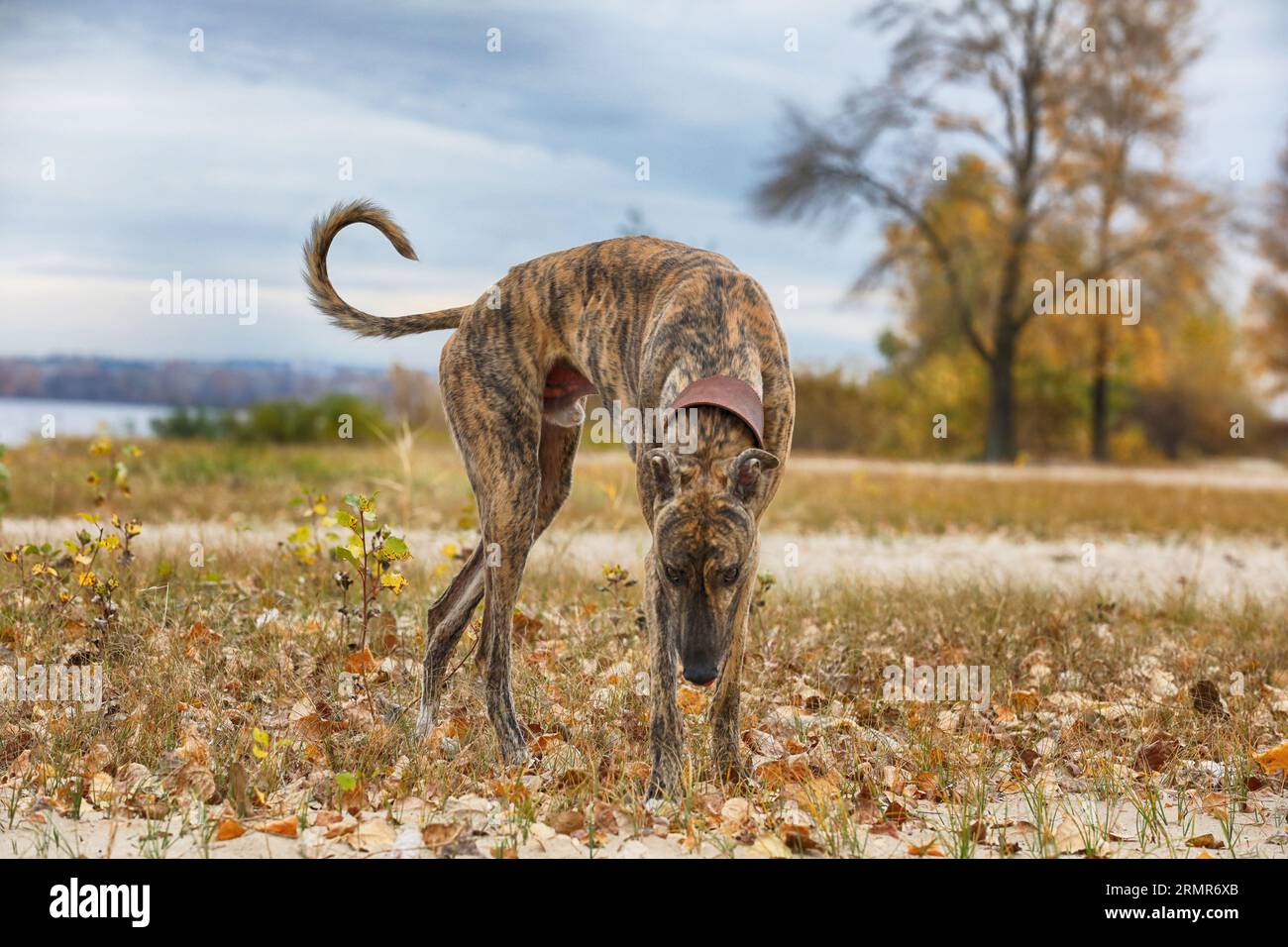 Cute greyhound dog outdoor. Greyhound in nature background Stock Photo ...